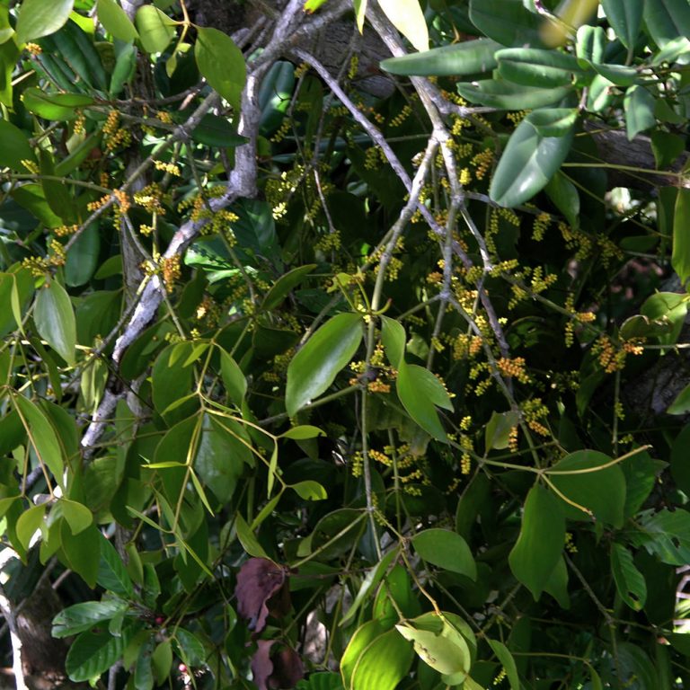 SUELDA CON SUELDA FOR SALE (Symphytum Officinale): Embrace Natural Healing